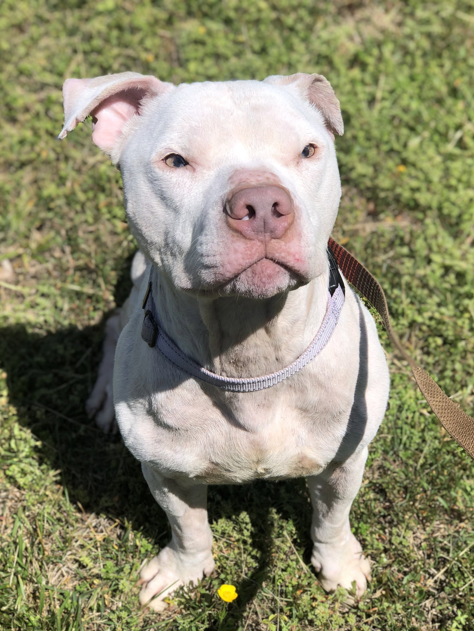 Dog for Adoption - Odis, a Pit Bull Terrier in Lowes Island, VA | Alpha Paw