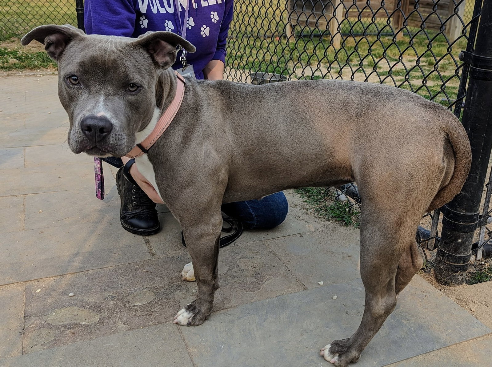 Dog for Adoption - Carly (2), a Pit Bull Terrier in Annapolis, MD ...