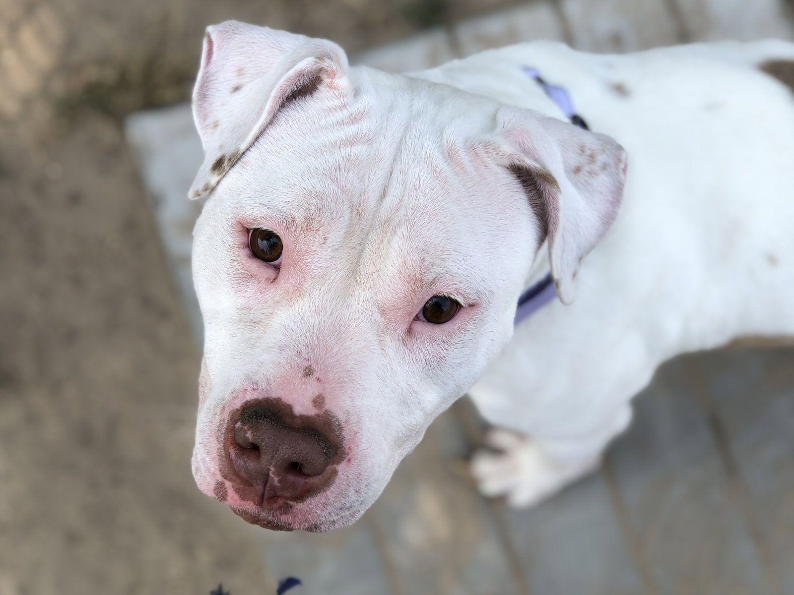 Dog for Adoption - Shelby, a American Bulldog in Lake Shore, MD | Alpha Paw