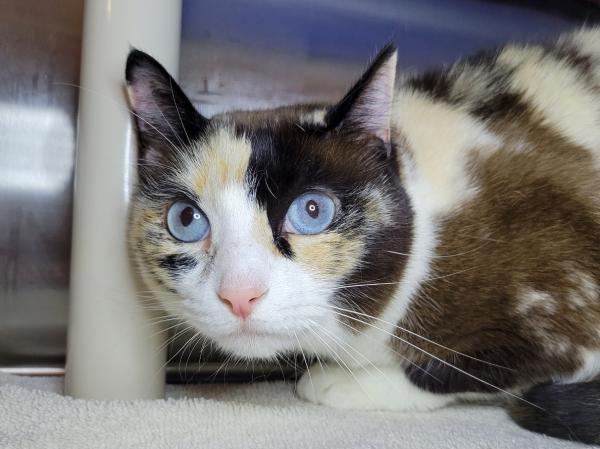 Cats for Adoption in City Of Baltimore, Maryland | Alpha Paw