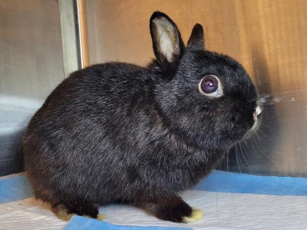 Rabbit adoption in Millersville, MD 21108: Dwarf / Mixed Rabbit "Boppity"
