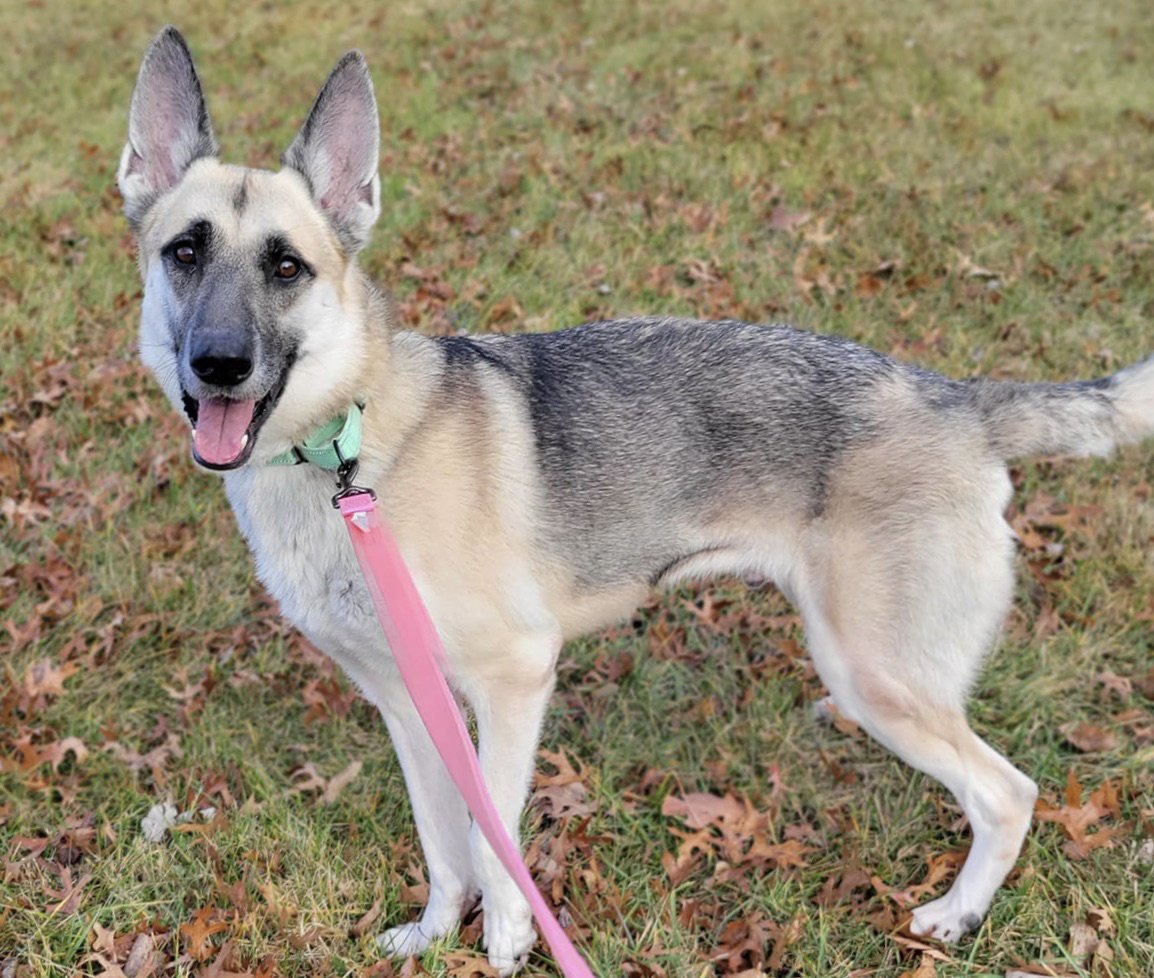 Dog for Adoption - Sheppy, a German Shepherd Dog in Harford County, MD ...
