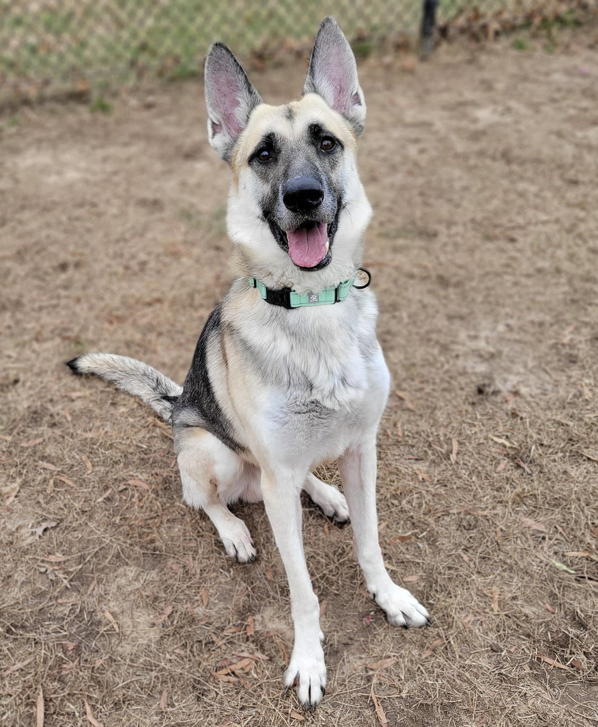Dog for Adoption - Sheppy, a German Shepherd Dog in Harford County, MD ...