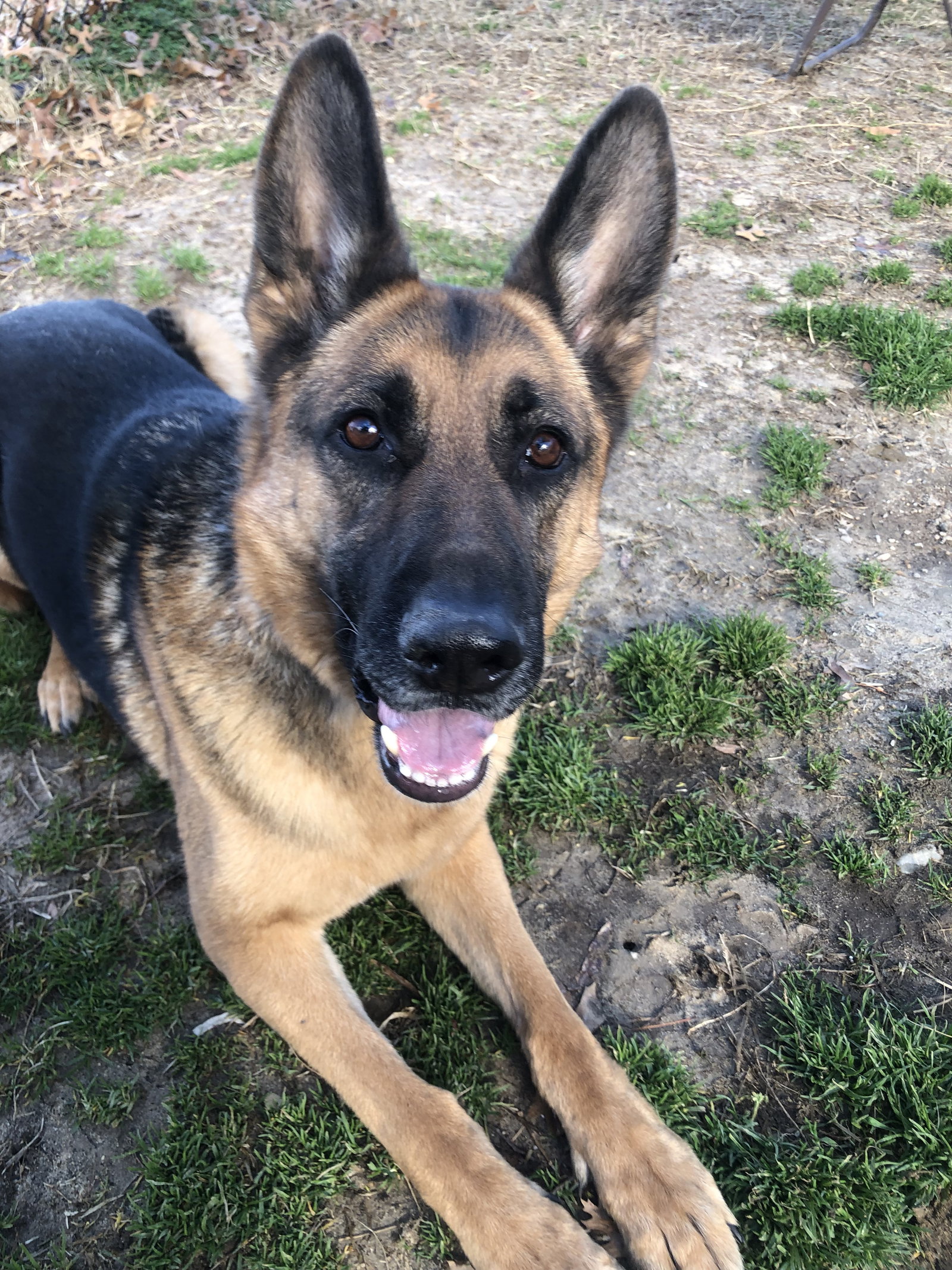 Dog for Adoption - Millie, a German Shepherd Dog in Fairfax County, VA ...
