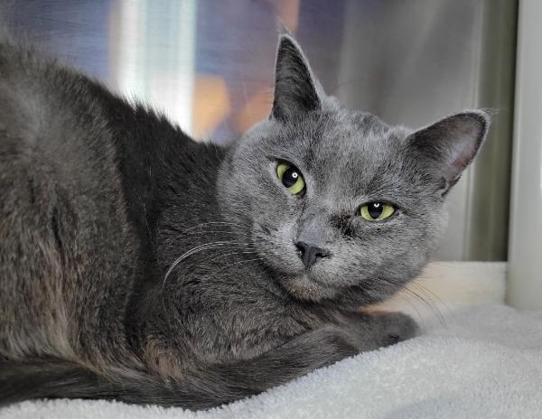 Cats for Adoption in White Marsh, Maryland | Alpha Paw