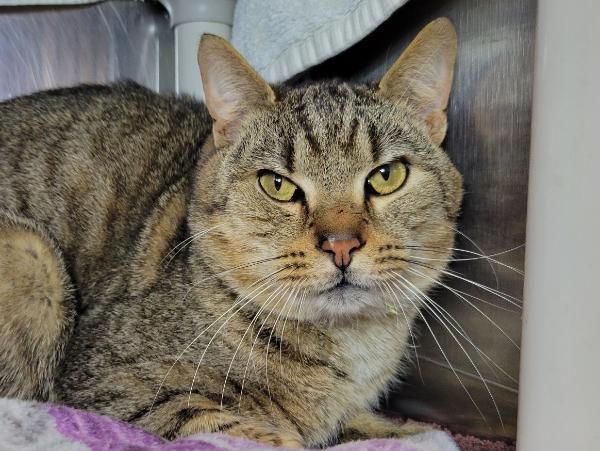 Cats for Adoption in City Of Baltimore, Maryland | Alpha Paw