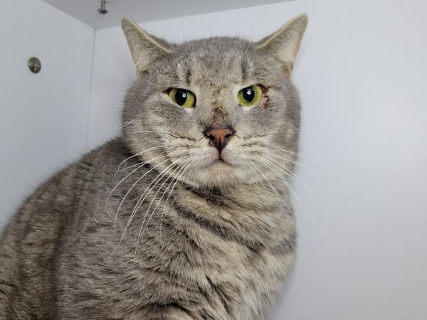 Cats for Adoption in City Of Baltimore, Maryland | Alpha Paw