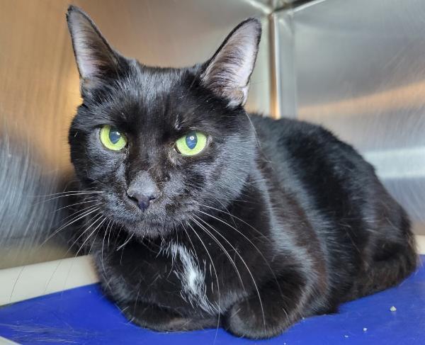 Cats for Adoption in City Of Baltimore, Maryland | Alpha Paw