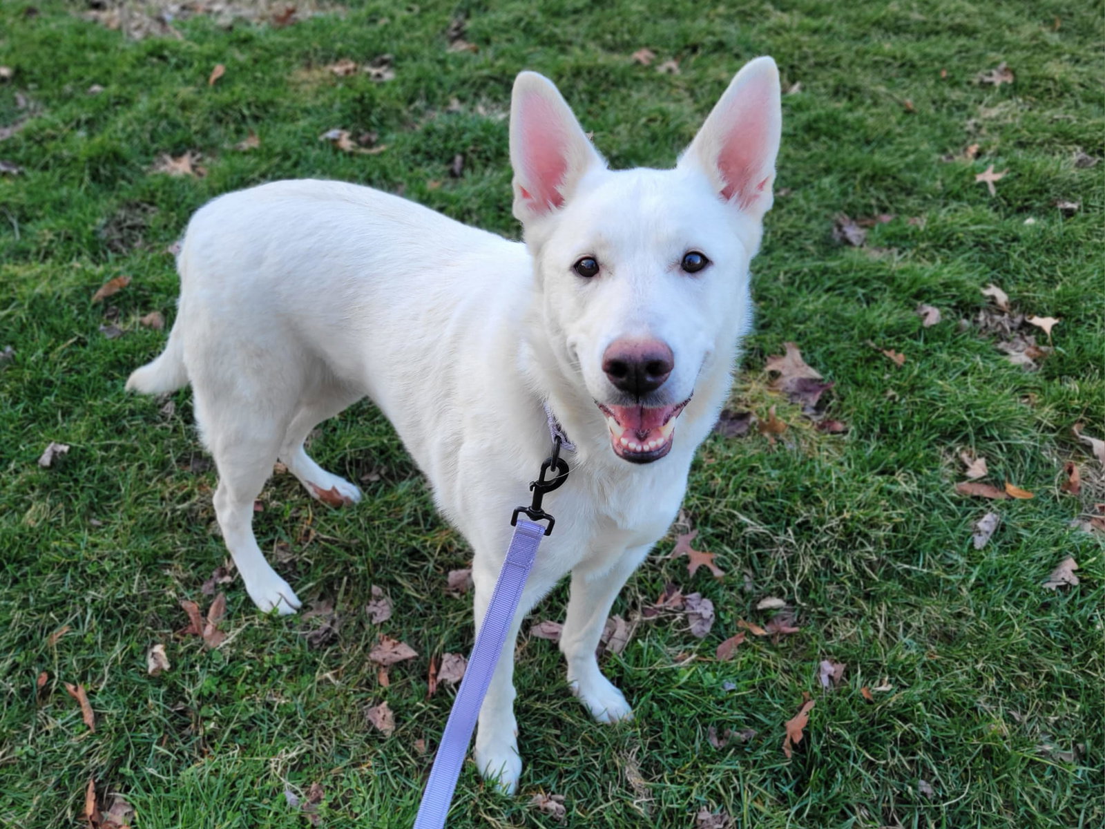 Dog for Adoption - Luna, a German Shepherd Dog in Frederick County, MD ...