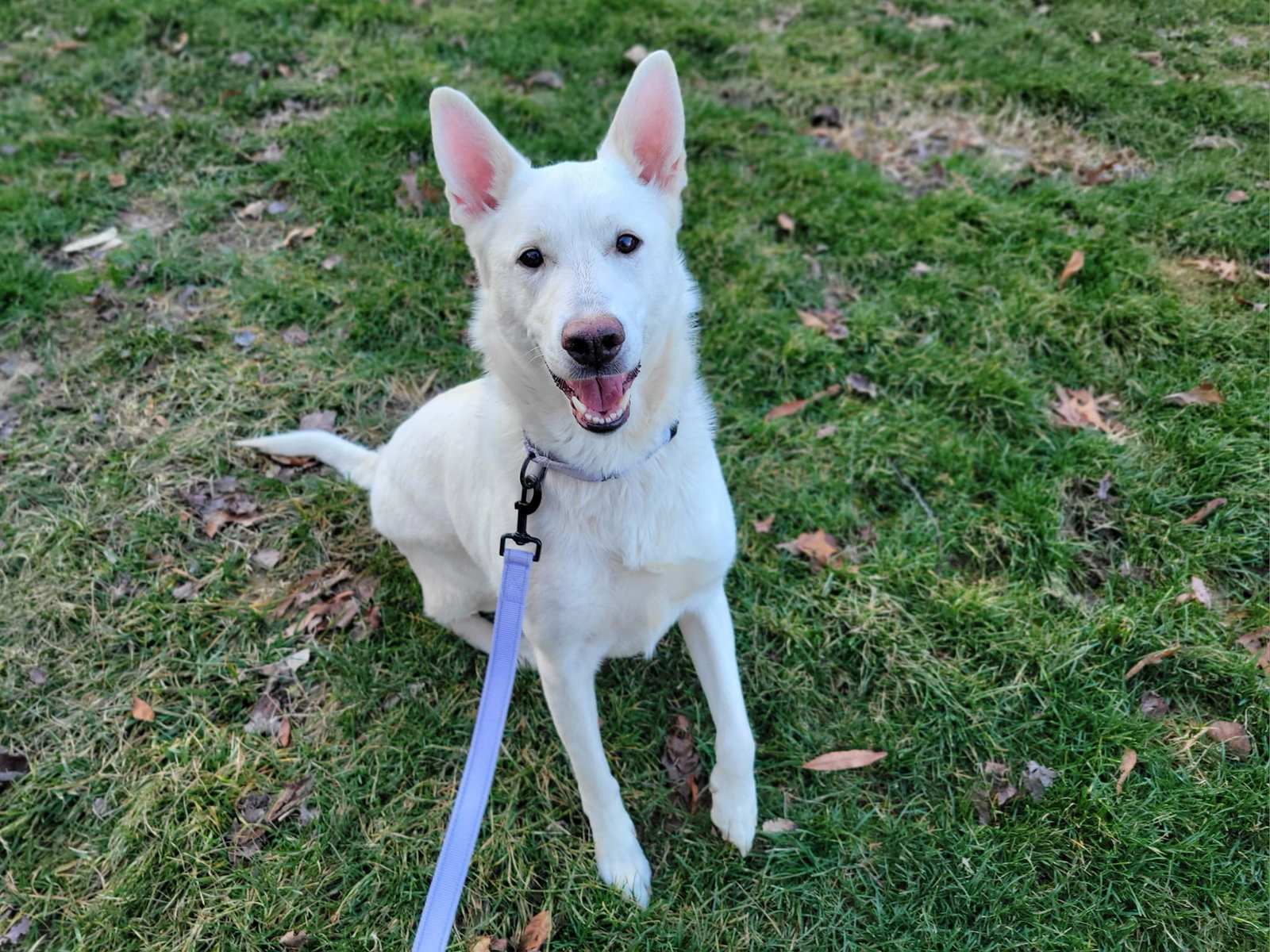 Dog for Adoption - Luna, a German Shepherd Dog in Frederick County, MD ...