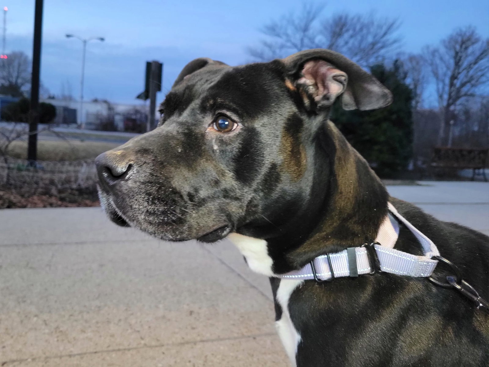 Dog for Adoption - Max the Sequel, a Pit Bull Terrier in Owings Mills ...