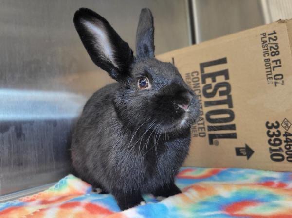Rabbit adoption in Millersville, MD 21108: Rex / Mixed Rabbit "Lucky"