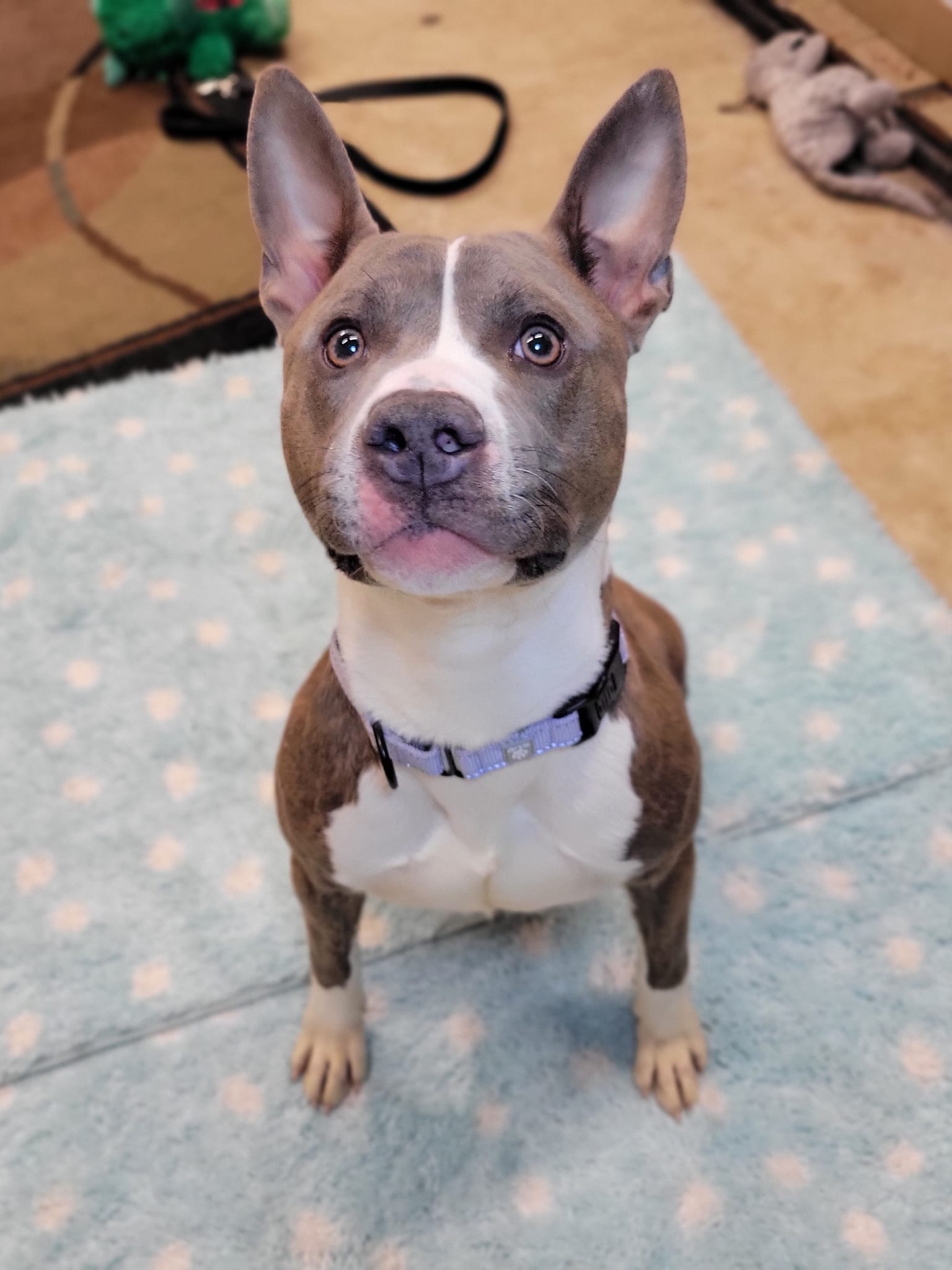 Dog for Adoption - Sonar, a Pit Bull Terrier in City Of Alexandria, VA ...