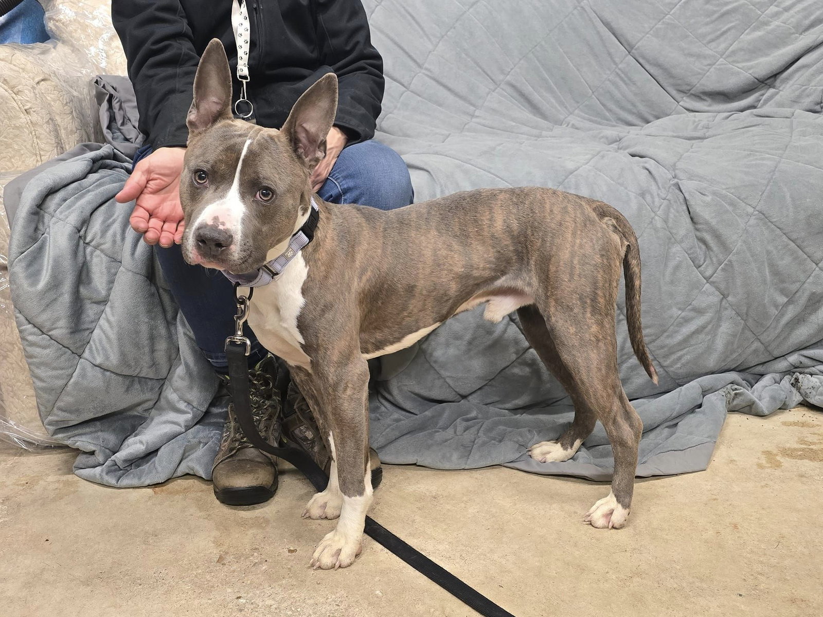 Dog for Adoption - Sonar, a Pit Bull Terrier in City Of Alexandria, VA ...
