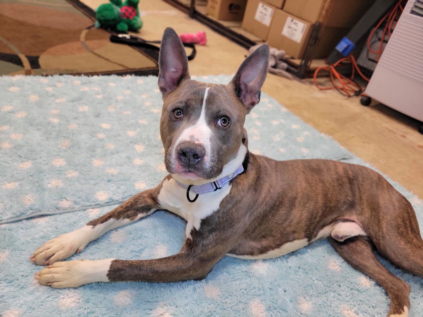 Dog for Adoption - Sonar, a Pit Bull Terrier in City Of Alexandria, VA ...