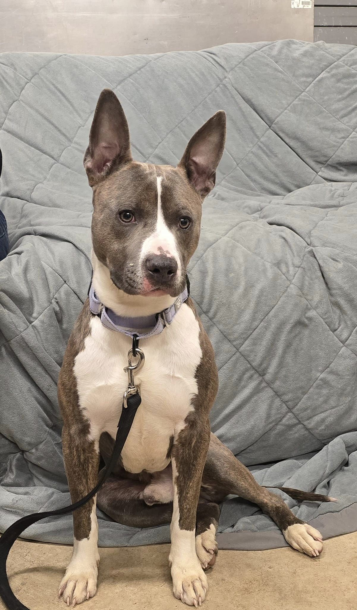 Dog for Adoption - Sonar, a Pit Bull Terrier in City Of Alexandria, VA ...