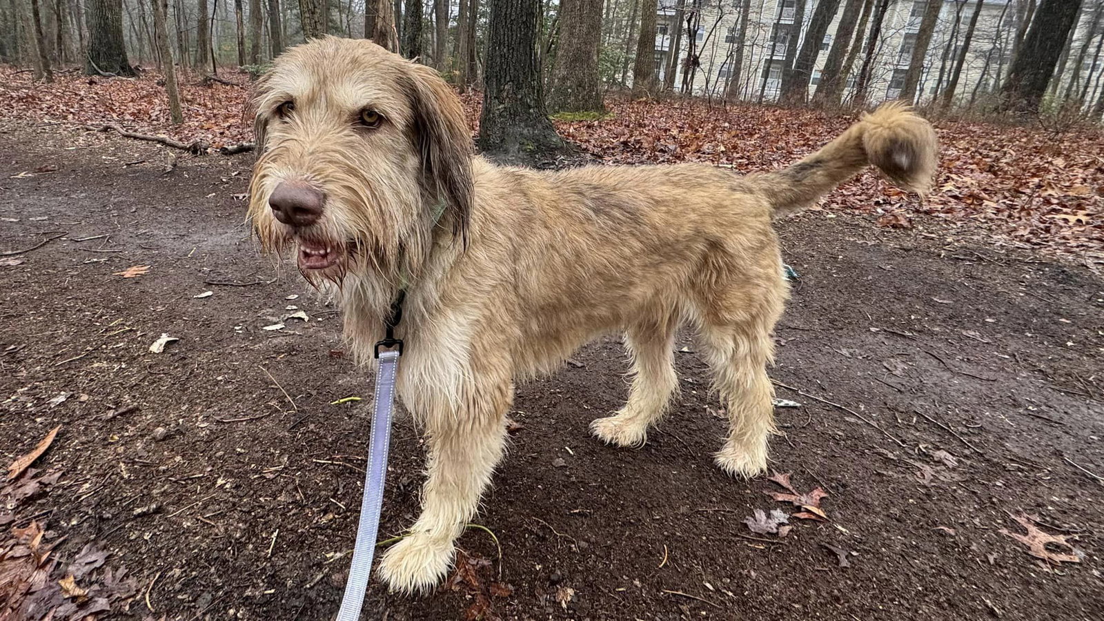 Dog for Adoption - Teddy, a Terrier in Carroll County, MD | Alpha Paw