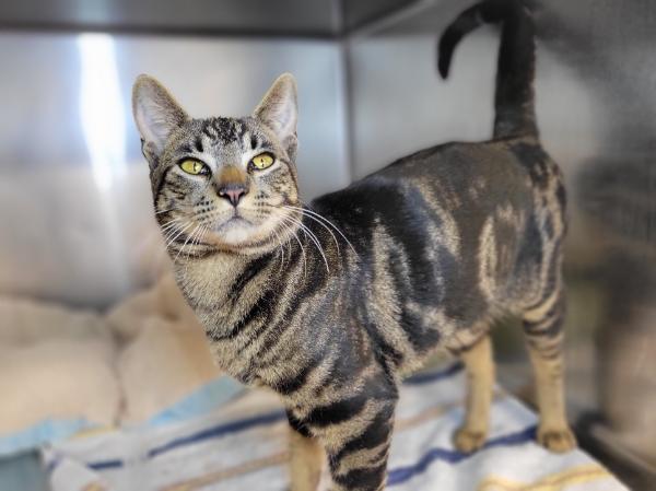 Cats for Adoption in City Of Baltimore, Maryland | Alpha Paw