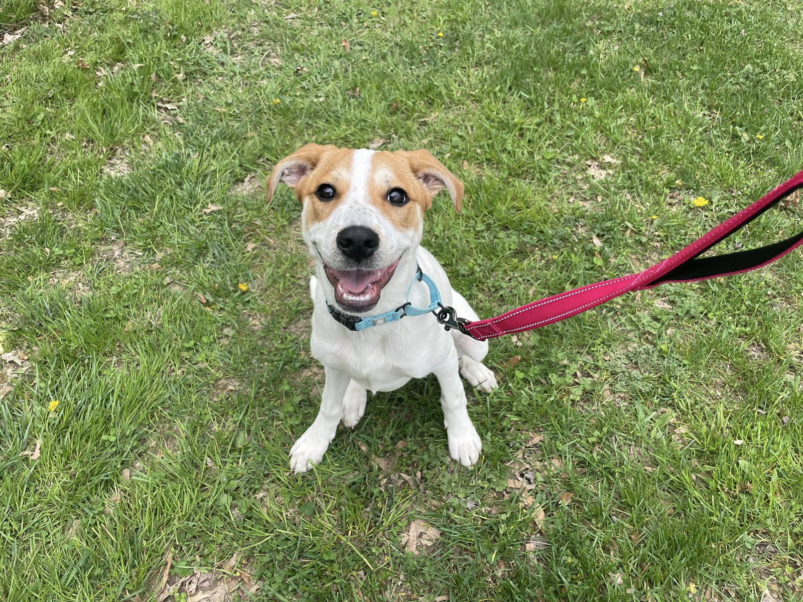 Dog for Adoption - Sierra, a Australian Shepherd in Caroline County, MD ...