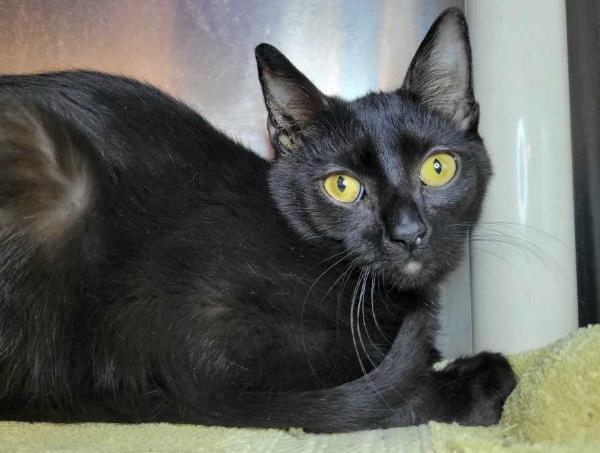 Cats for Adoption in Bel Air, Maryland | Alpha Paw
