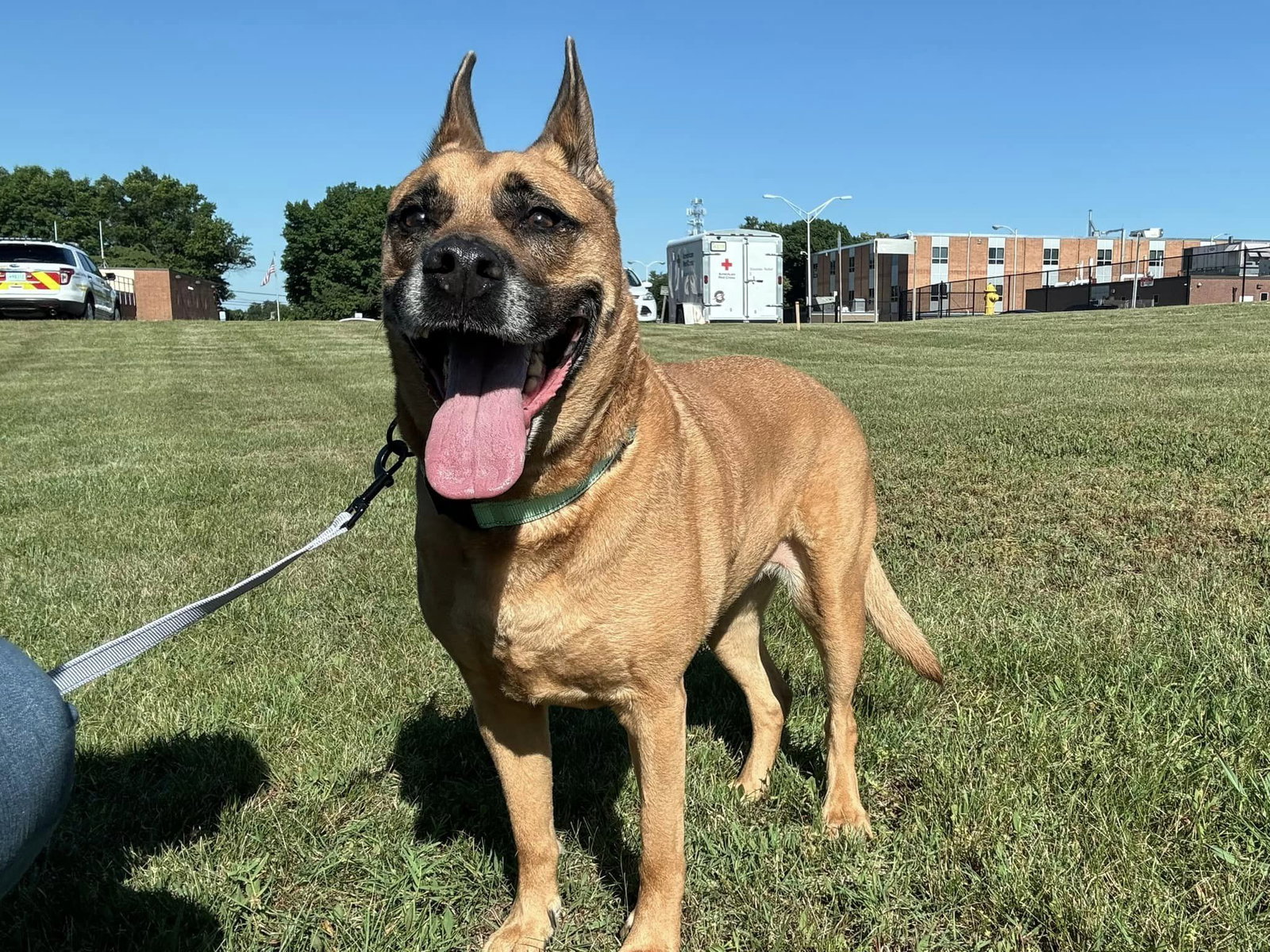 Dog for Adoption - Harley, a German Shepherd Dog in Tysons Corner, VA ...