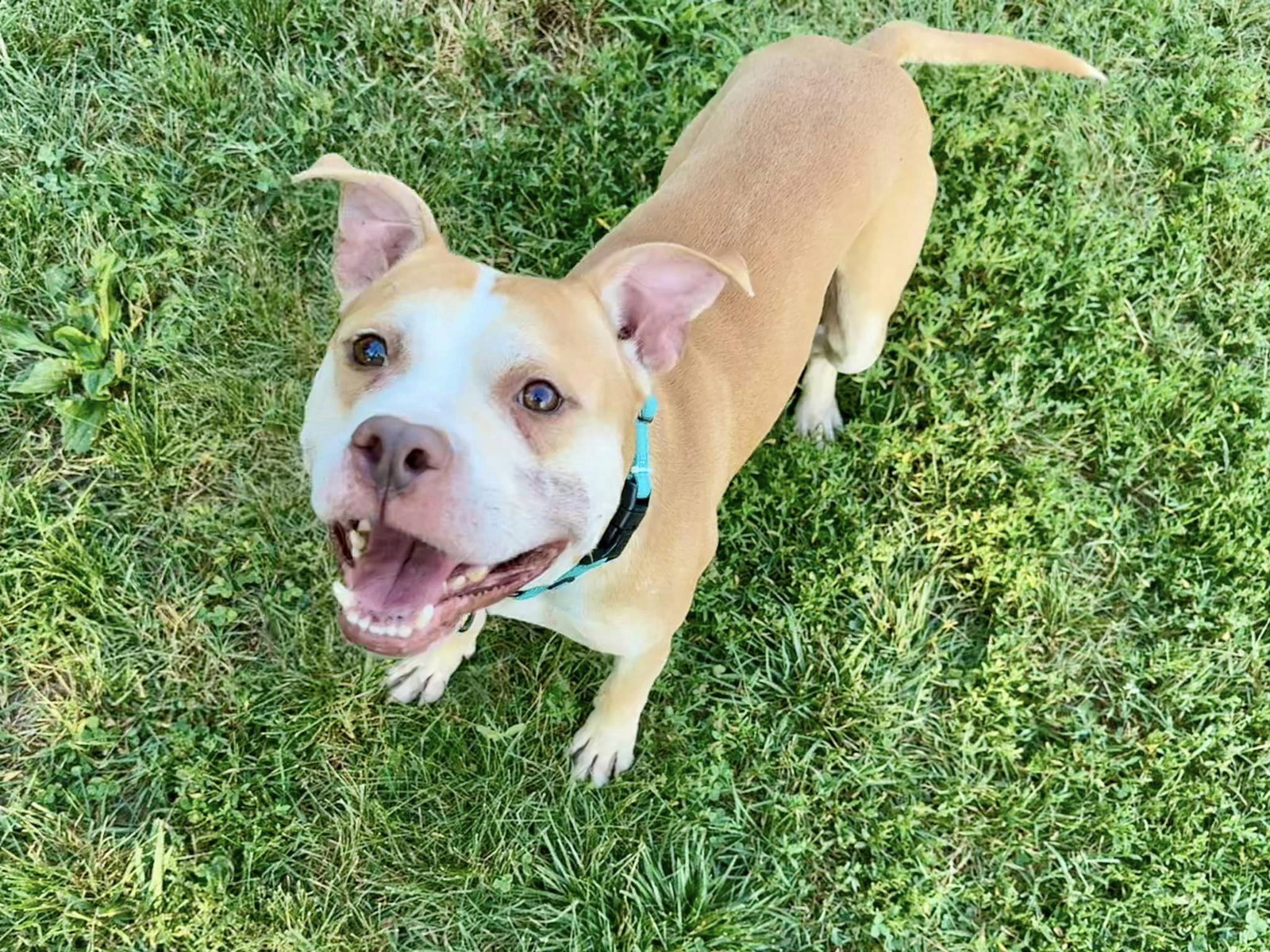 Dog for Adoption - Hercules, a Pit Bull Terrier in Prince Frederick, MD ...