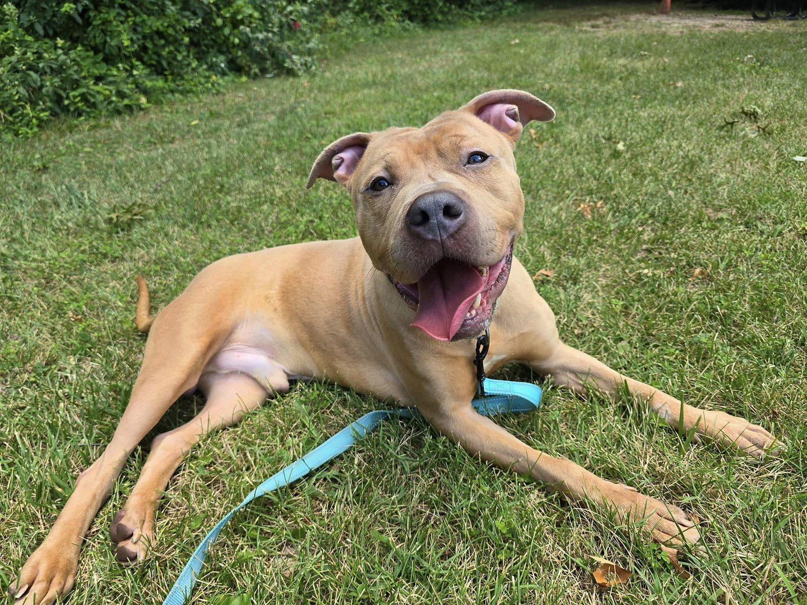 Dog for Adoption - Suave, a Pit Bull Terrier in Havre De Grace, MD ...