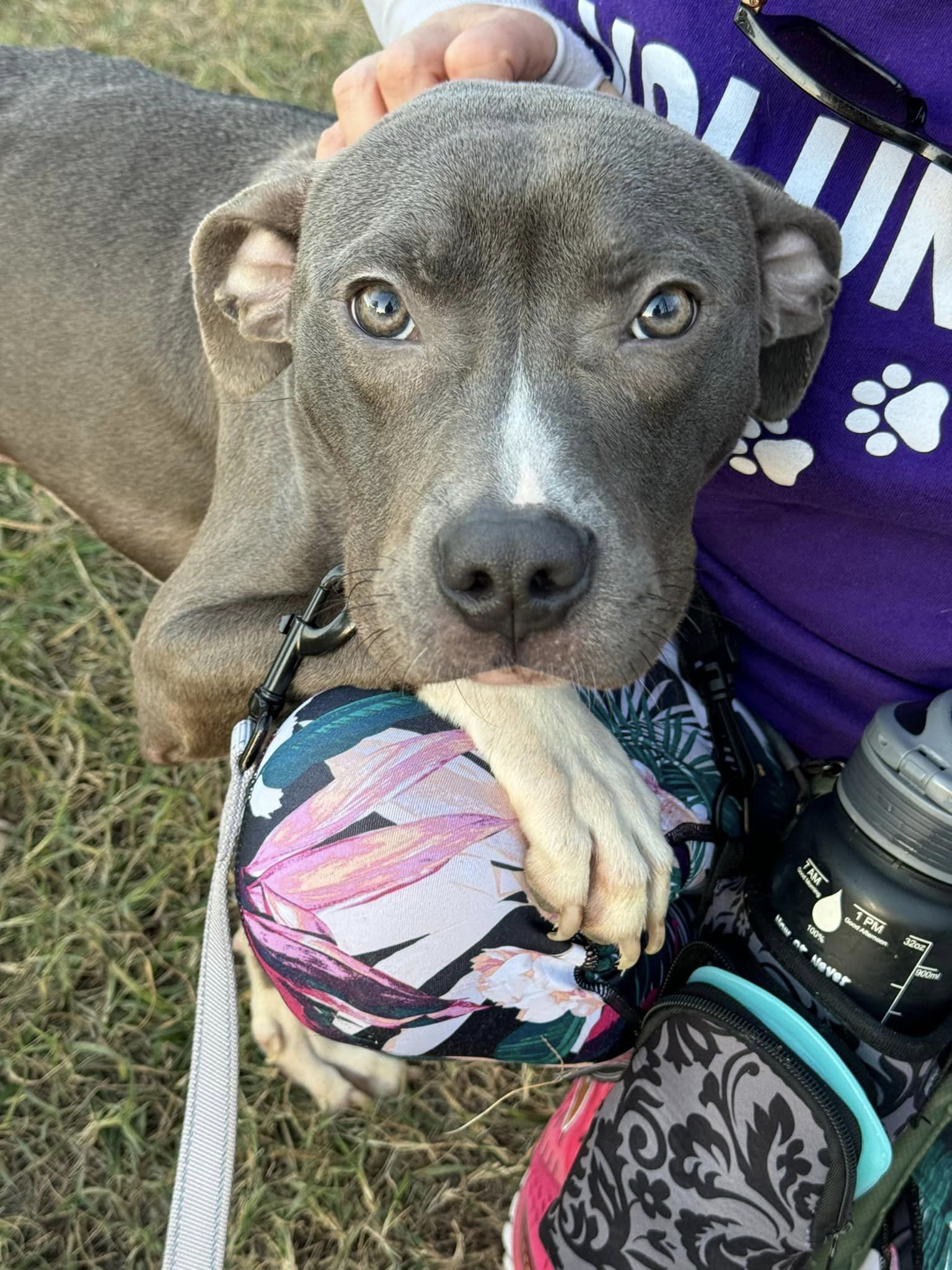 Dog for Adoption - Brave Little Toaster, a Pit Bull Terrier in Havre De ...