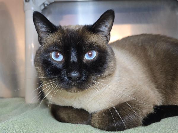 Cats for Adoption in Four Corners, Maryland | Alpha Paw