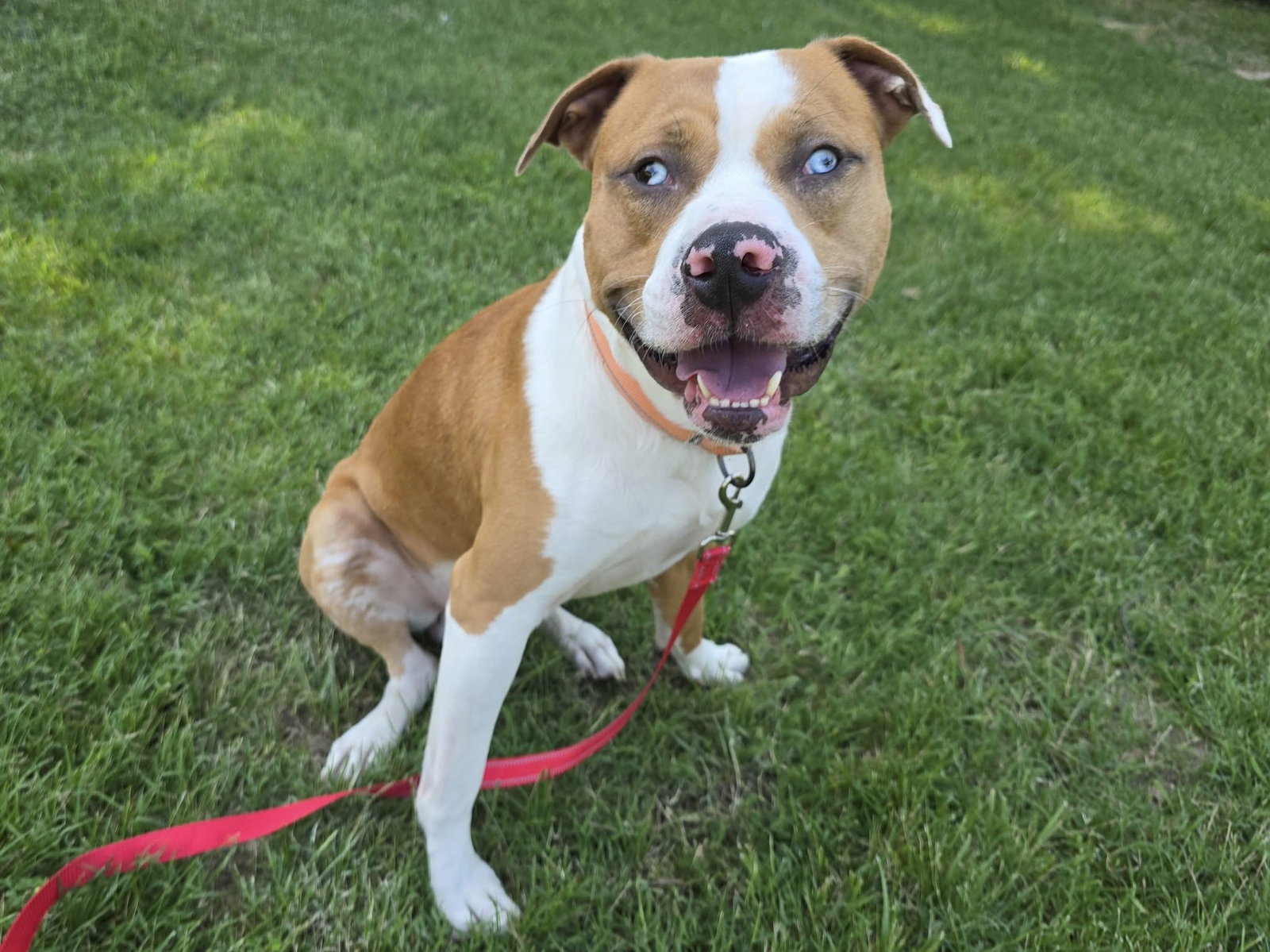 Dog for Adoption - Compass, a Pit Bull Terrier in Mays Chapel, MD ...