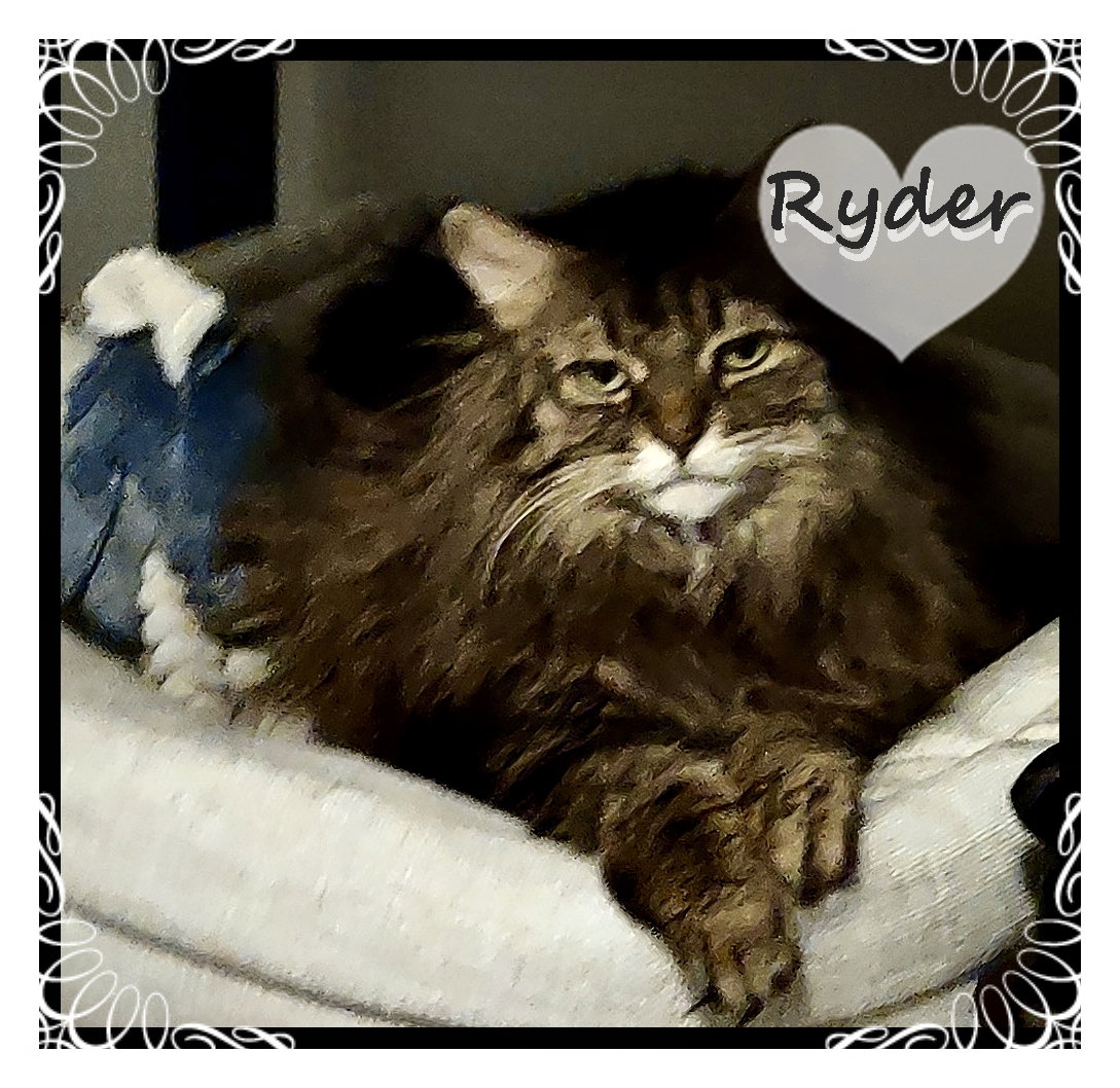 Cat adoption in London, ON N6H 5C4: Domestic Long Hair Cat "RYDER ...
