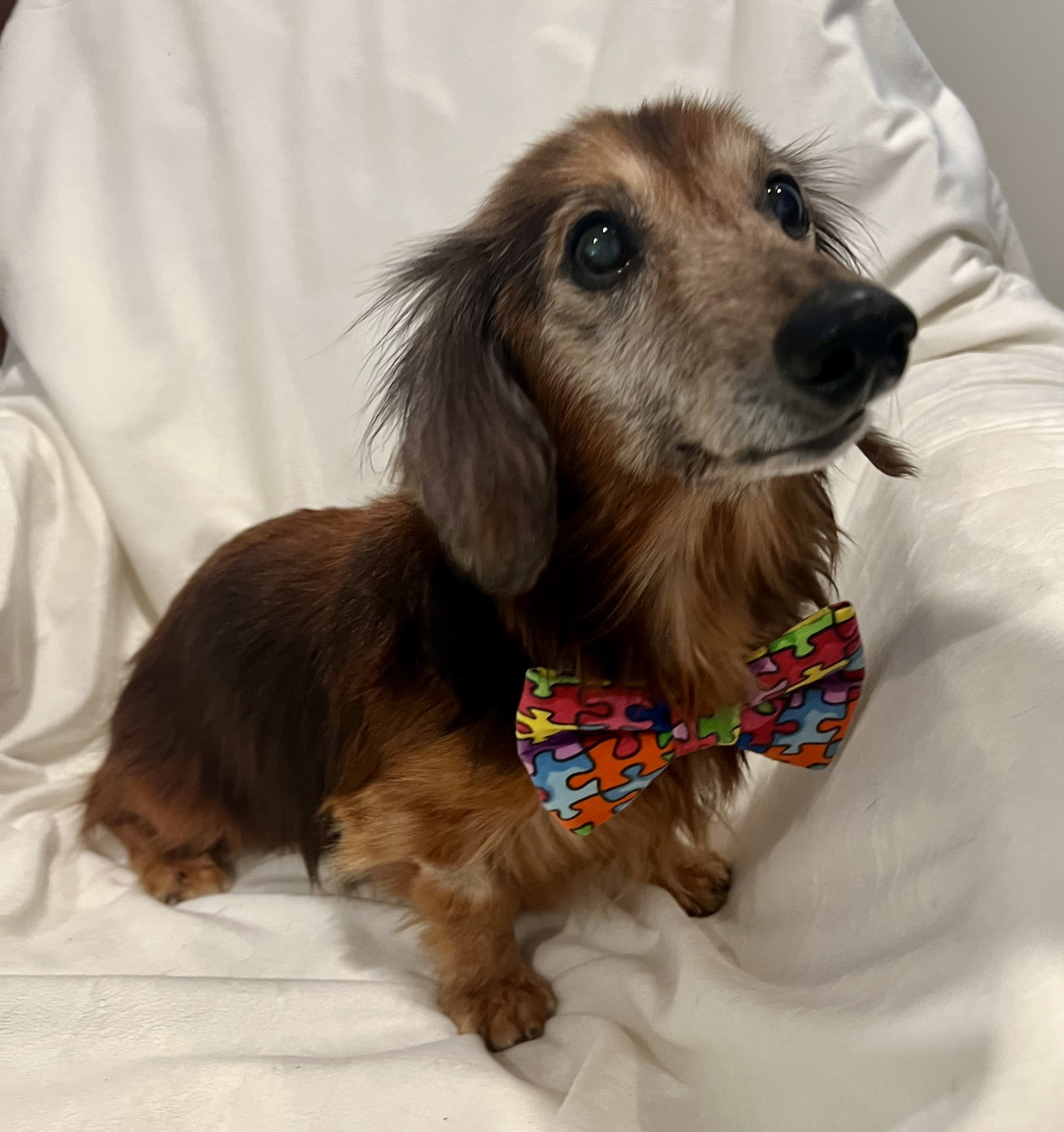 Dog for Adoption - Dawson, a Dachshund in Rehoboth Beach, DE | Alpha Paw