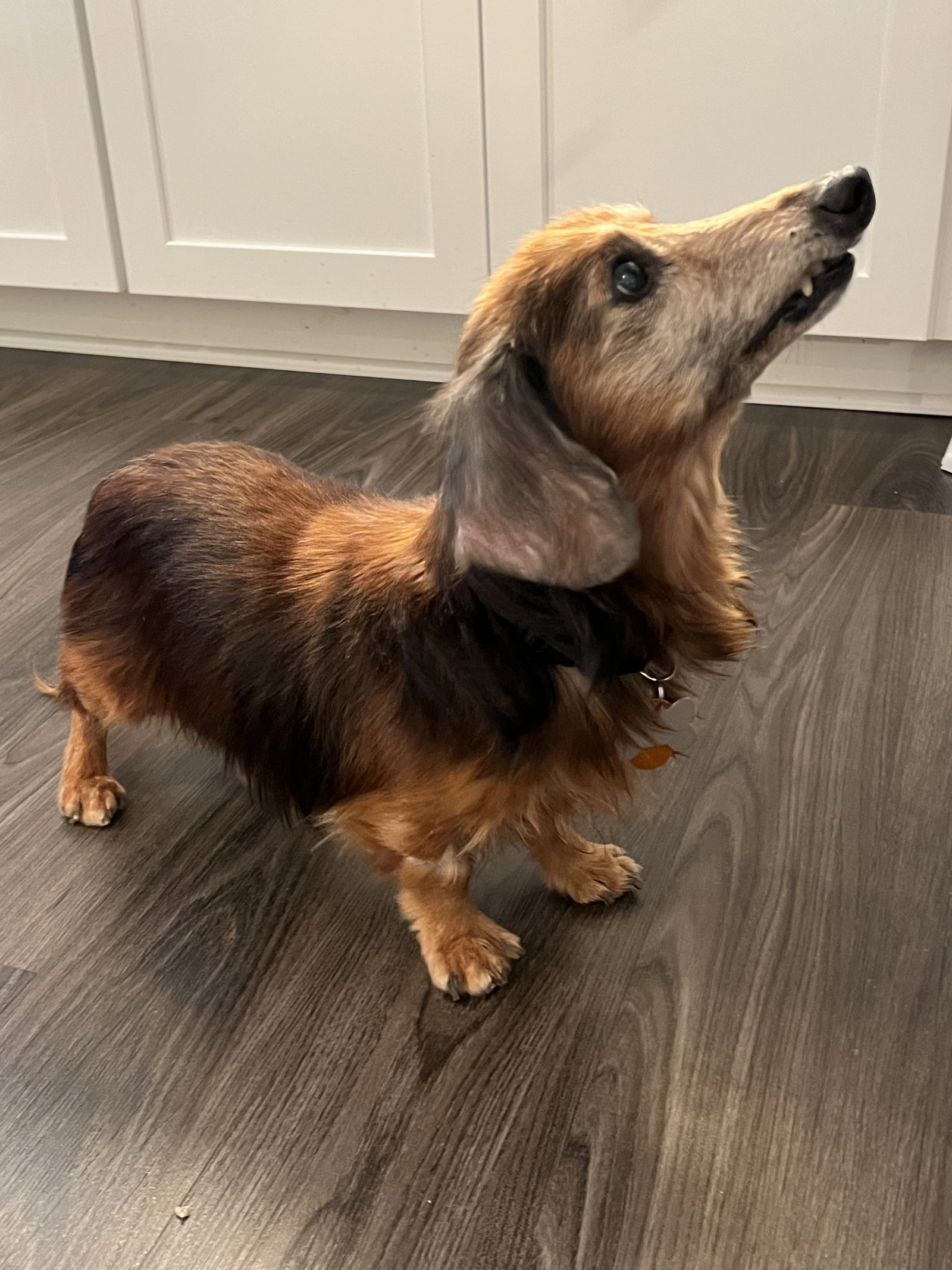 Dog for Adoption - Dawson, a Dachshund in Rehoboth Beach, DE | Alpha Paw