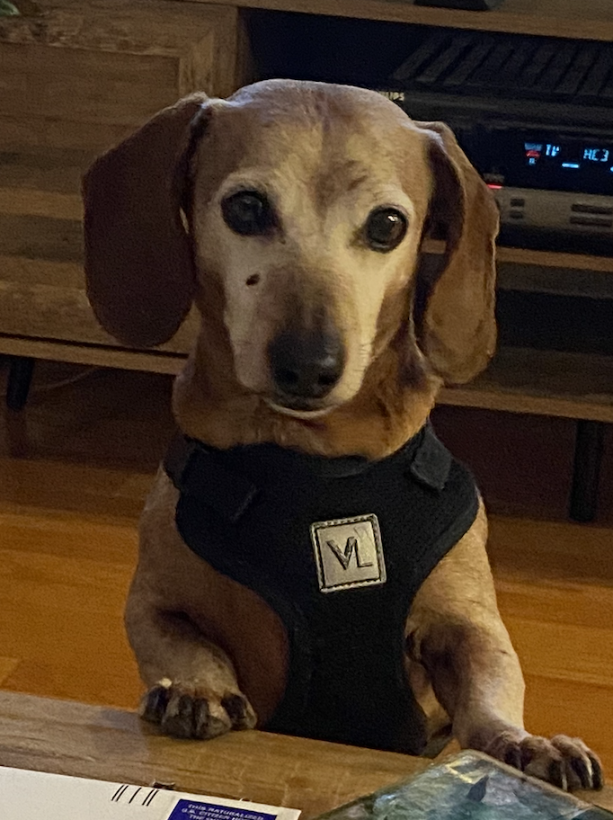 Asa (Bonded with Lady Ava)'s Web Page