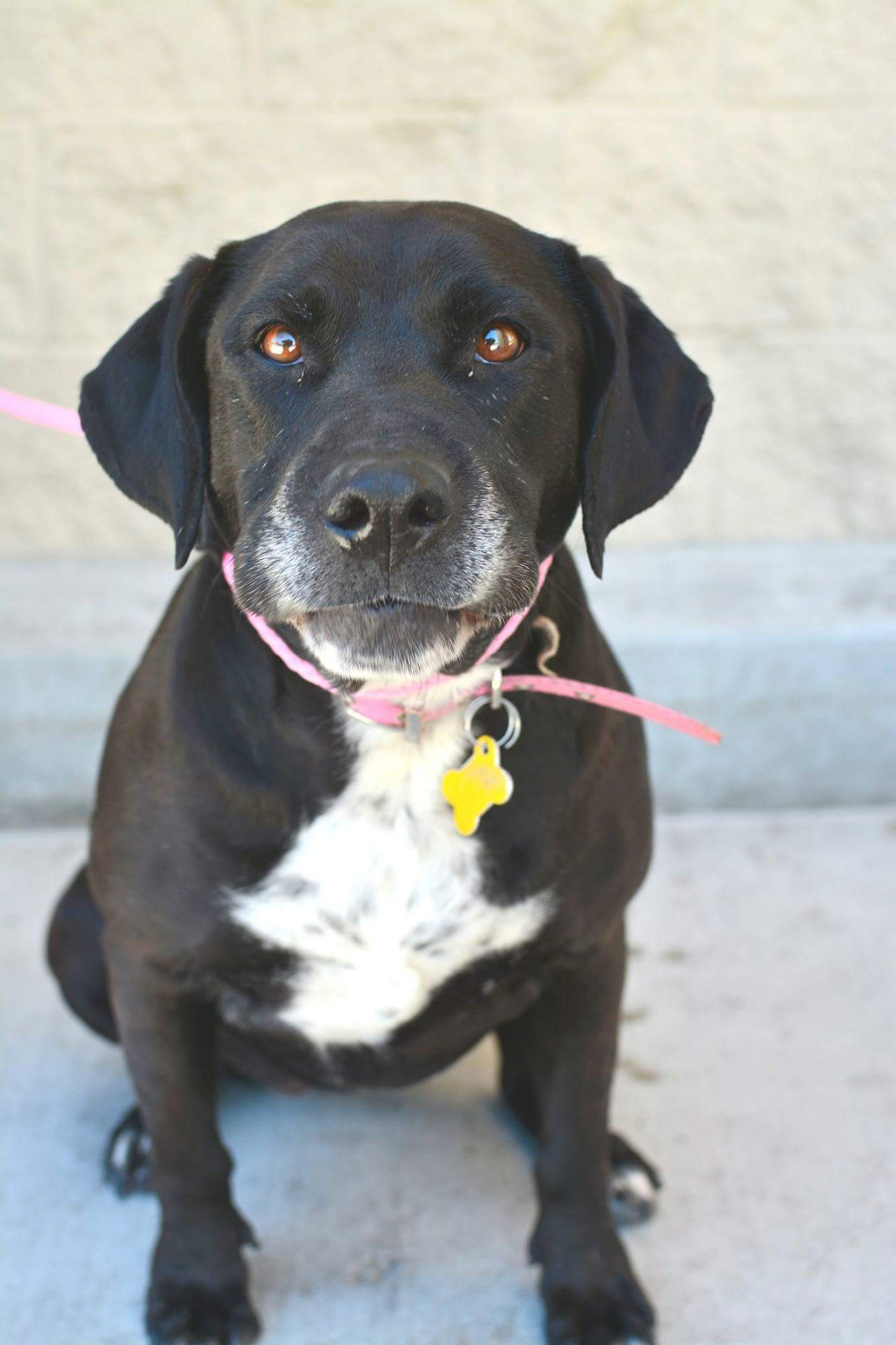 Dog for Adoption - Xena, a Labrador Retriever in Marriott Slaterville ...