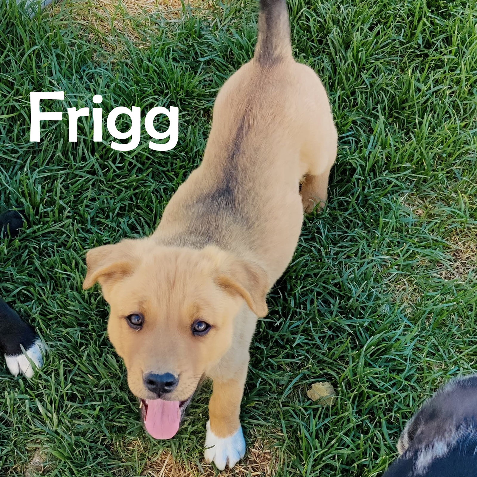 Frigg's Web Page