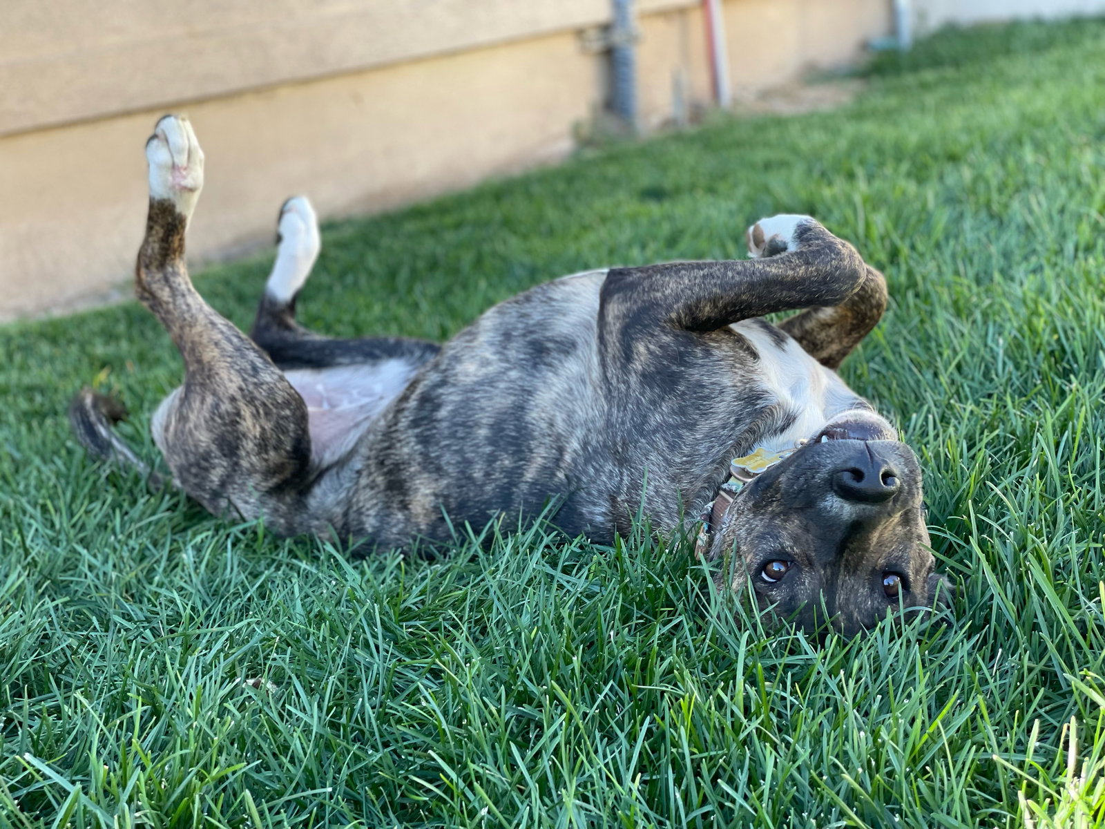 Dog for Adoption - Samara, a Pit Bull Terrier in Cache County, UT ...