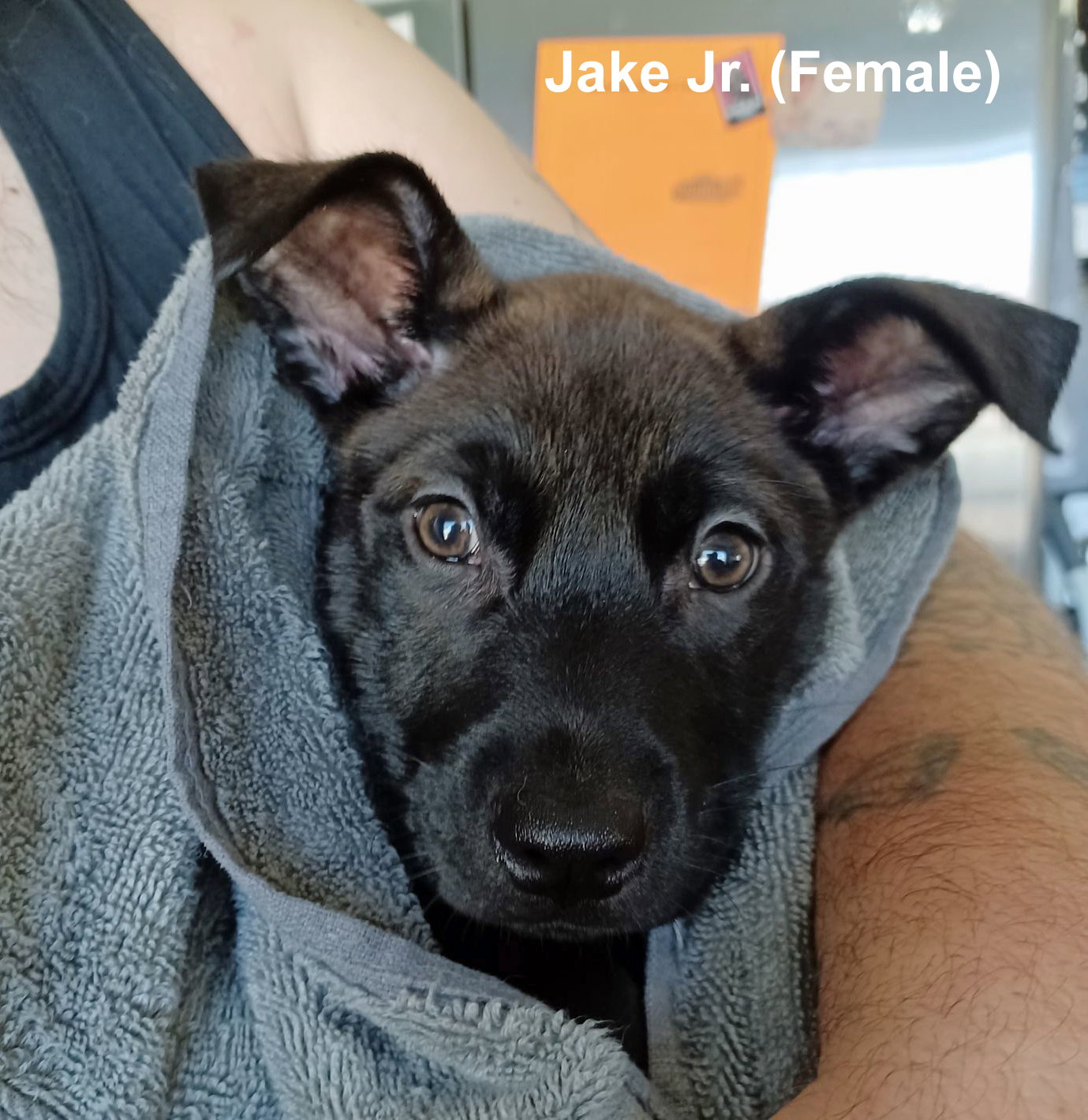 Dog for Adoption - Jake Jr., a Husky in Afton, WY | Alpha Paw