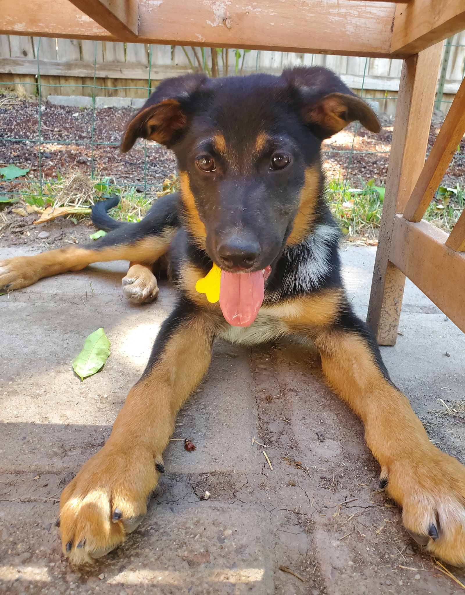 Dog for Adoption - Gregg, a German Shepherd Dog in Kemmerer, WY | Alpha Paw