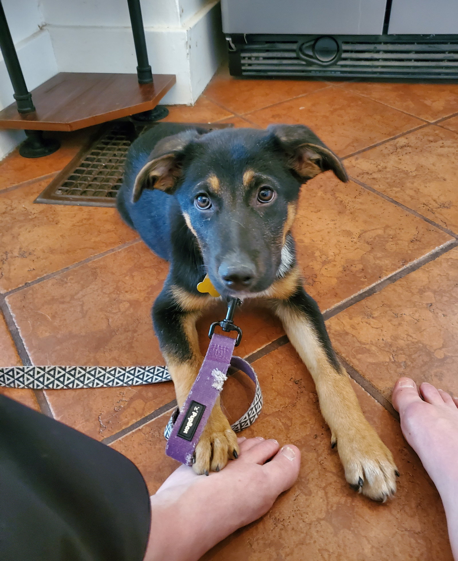 Dog for Adoption - Gregg, a German Shepherd Dog in Kemmerer, WY | Alpha Paw