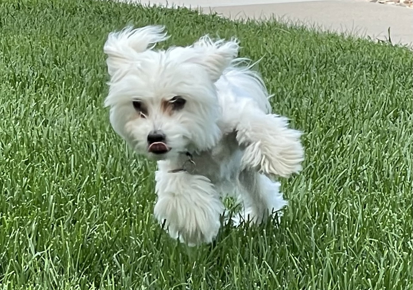 Dog for Adoption - Dibs, a Maltese in Kemmerer, WY | Alpha Paw