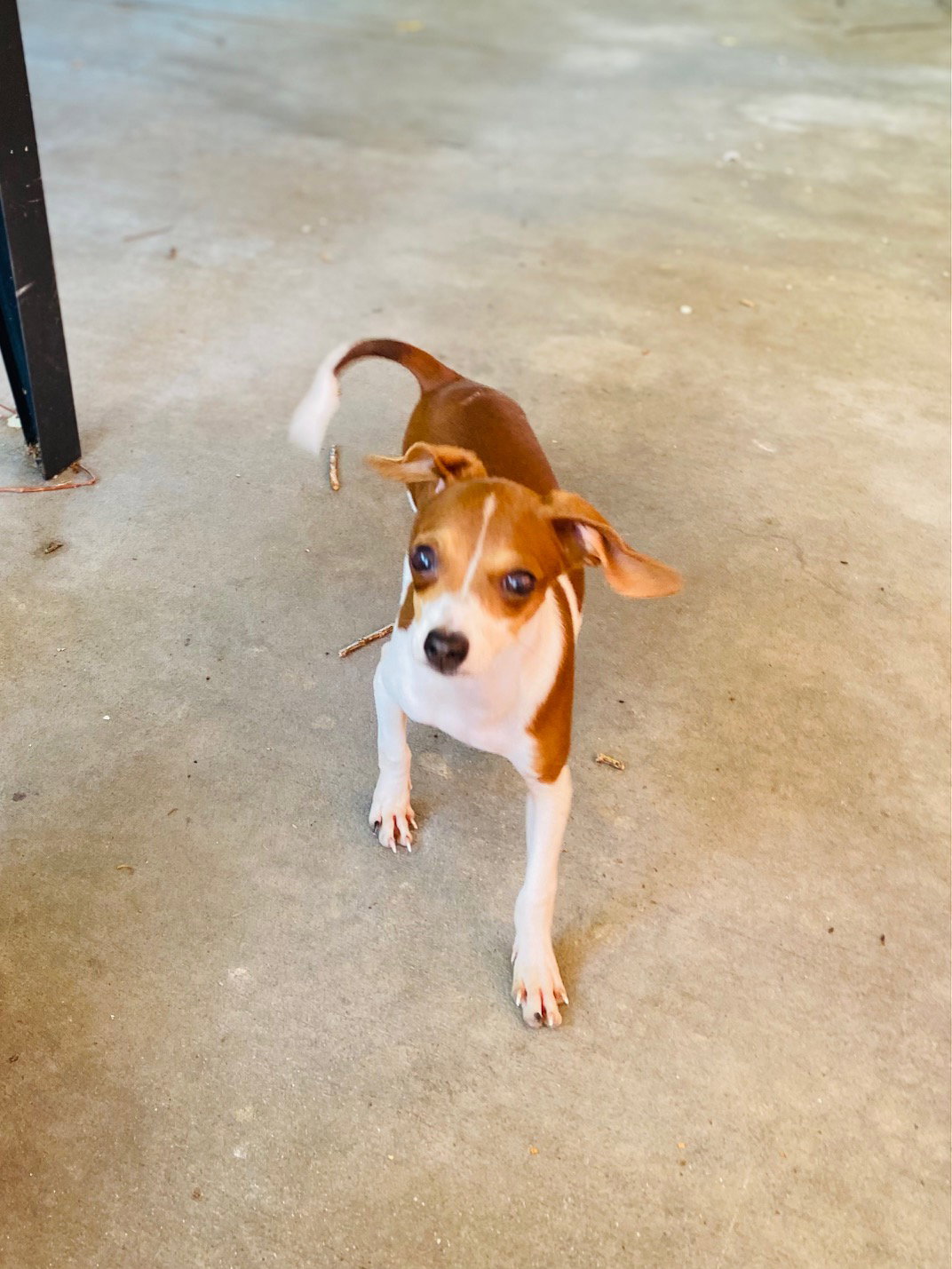 Dog for Adoption - J Thaddeus Dog, a Dachshund in Salt Lake City, UT ...