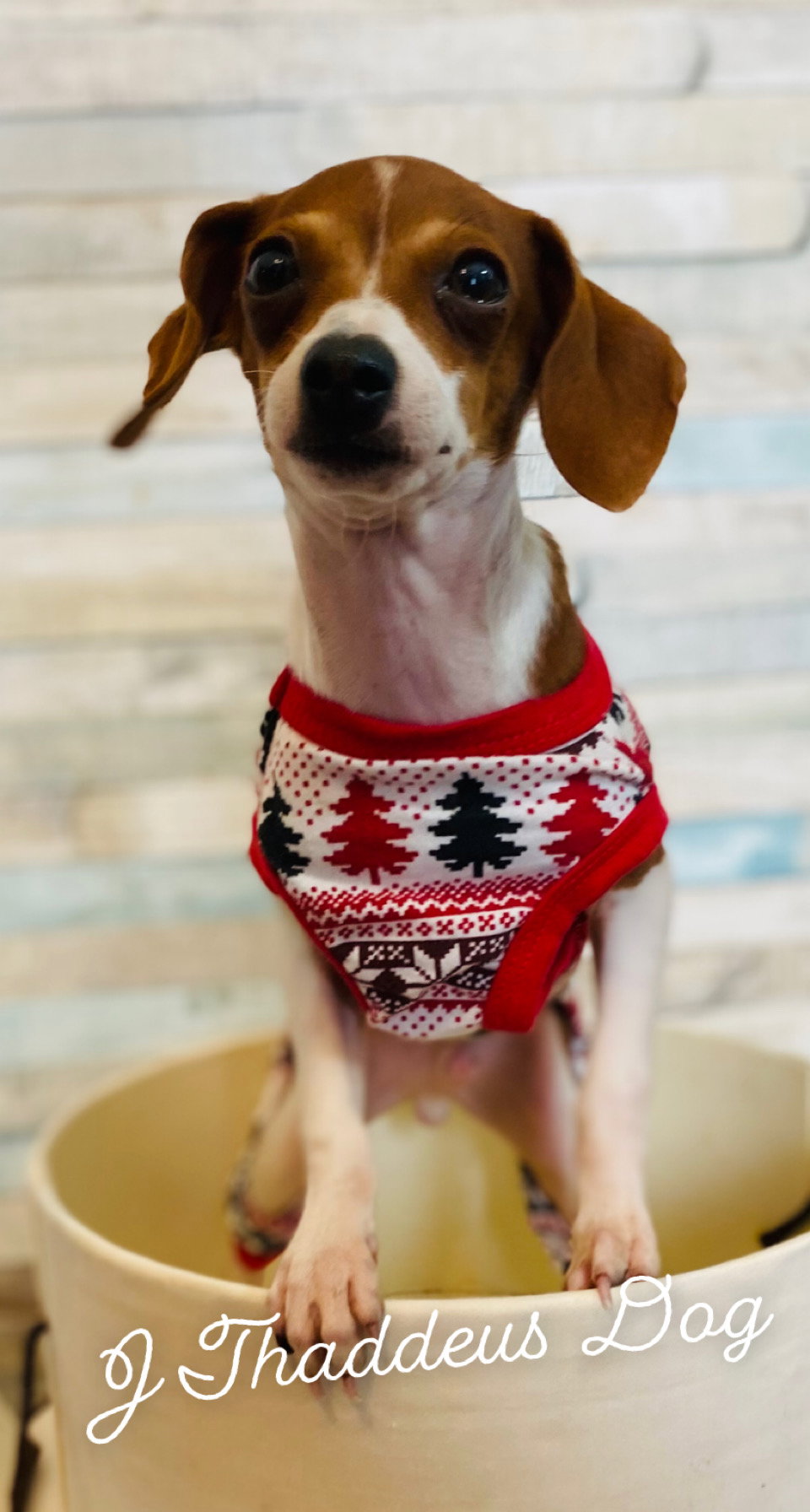 Dog for Adoption - J Thaddeus Dog, a Dachshund in Salt Lake City, UT ...