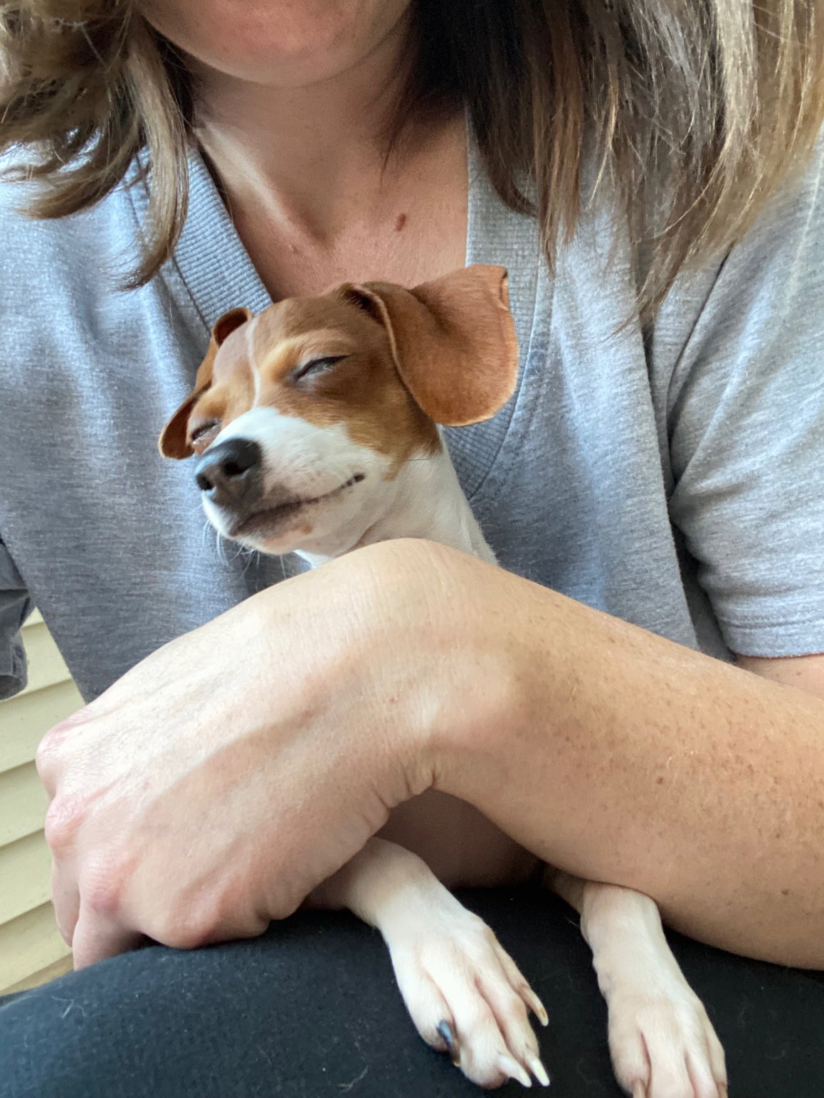 Dog for Adoption - J Thaddeus Dog, a Dachshund in Salt Lake City, UT ...