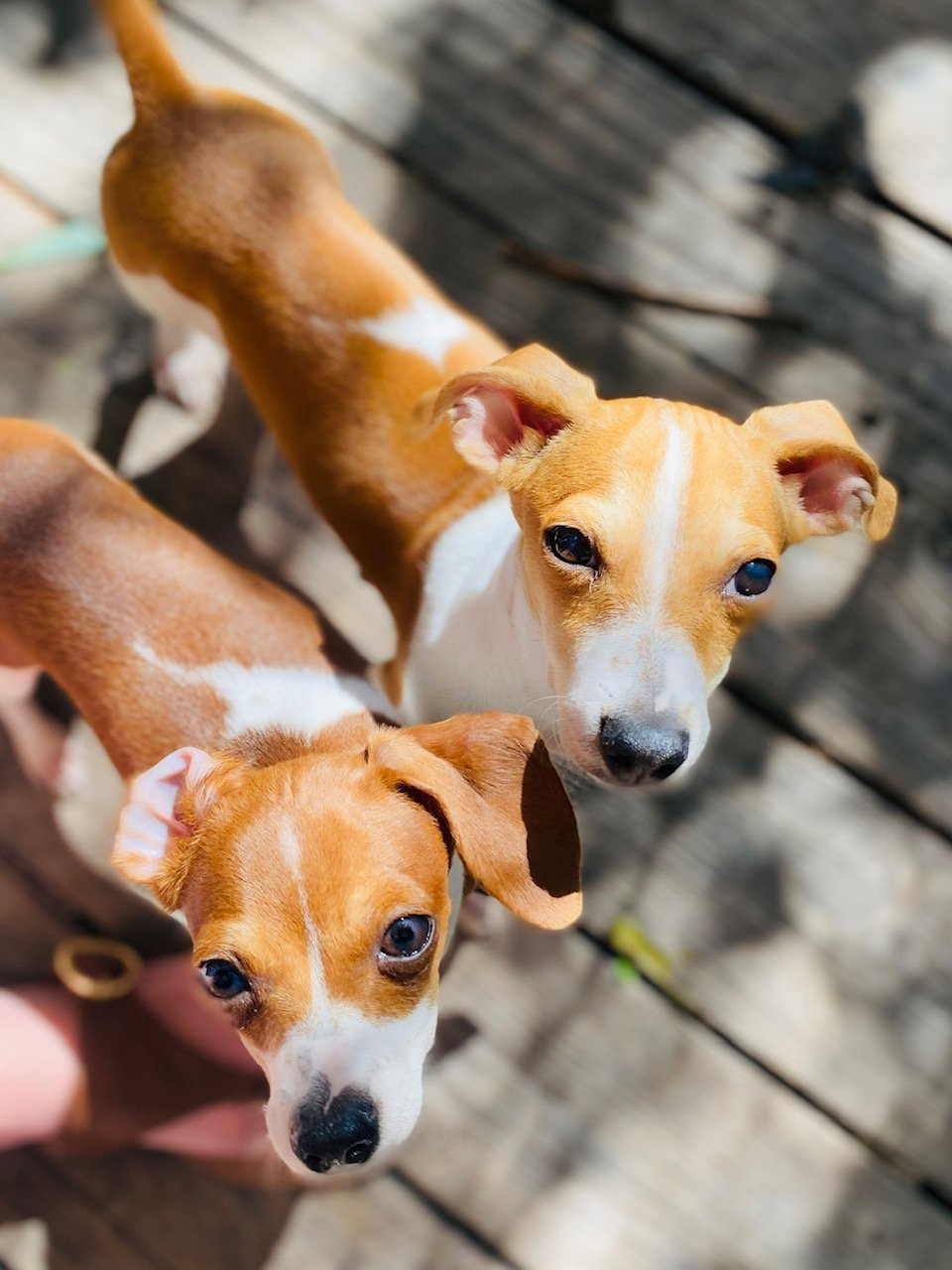 Dog for Adoption - J Thaddeus Dog, a Dachshund in Salt Lake City, UT ...