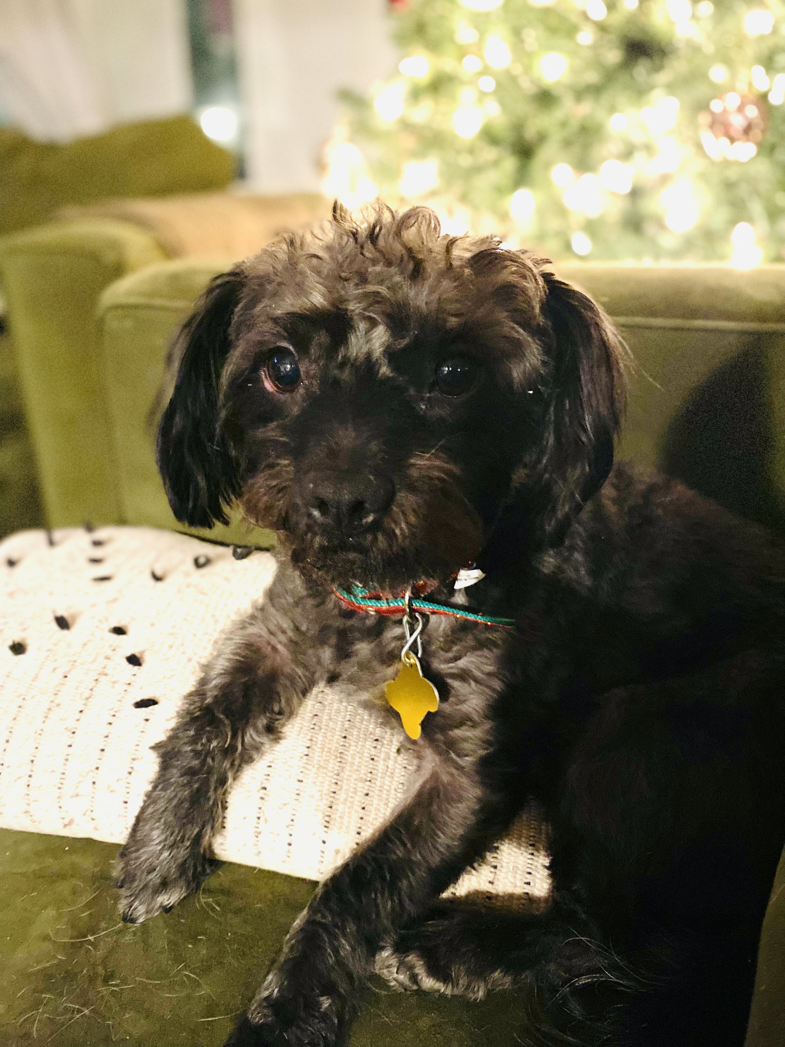Dog for Adoption - Tatsu, a Terrier in South Ogden, UT | Alpha Paw