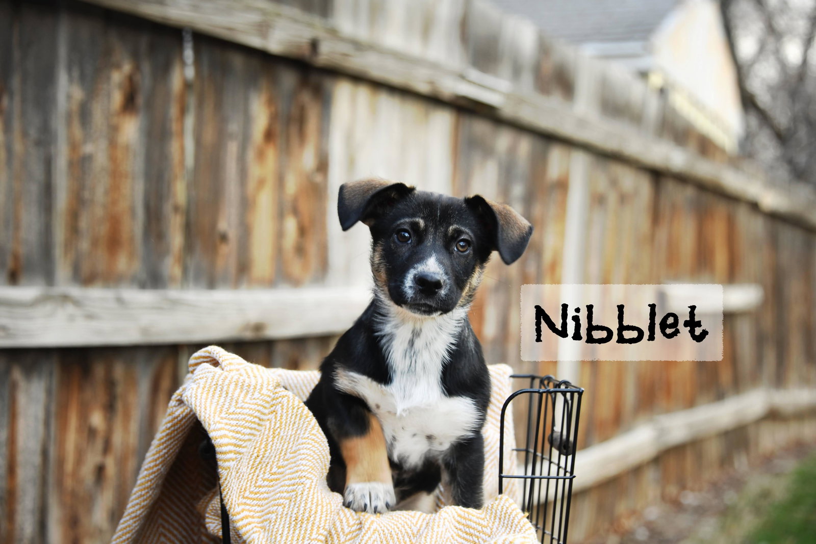 Nibblet's Web Page