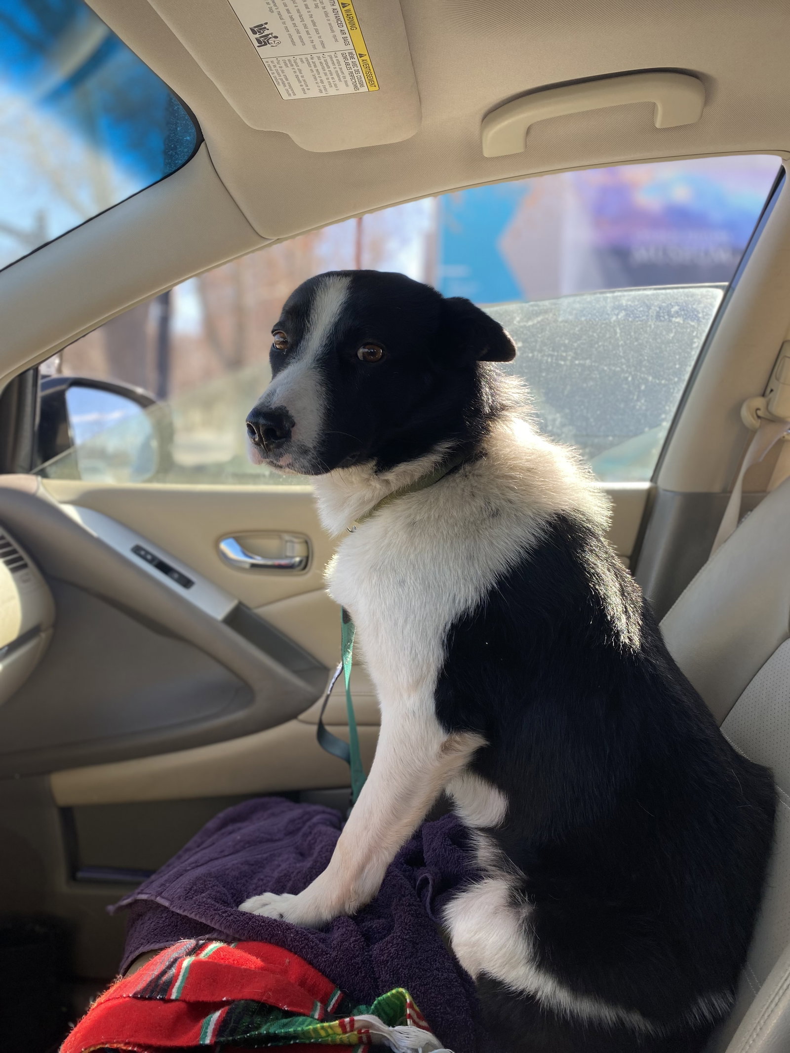 Dog for Adoption - Bizzy Bone, a Border Collie in Elk Ridge, UT | Alpha Paw