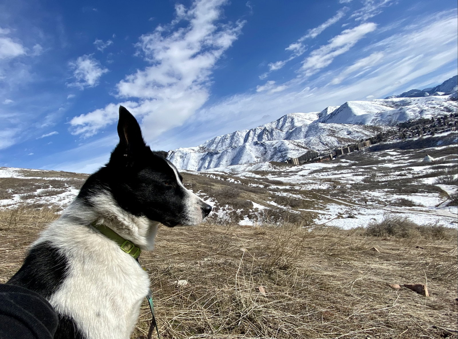 Dog for Adoption - Bizzy Bone, a Border Collie in Elk Ridge, UT | Alpha Paw