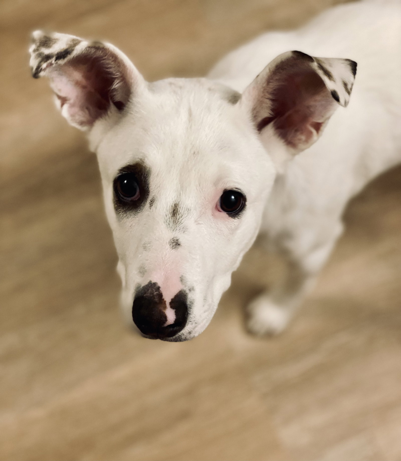 Miss Freckles' Web Page